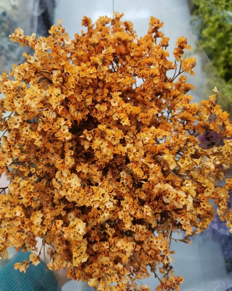Preserved German Statice Limonium Dried Flower Floral - Etsy