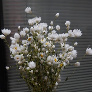 2025 New Dried White Daisies Dried Rodanthe Natural Dried Flower ...