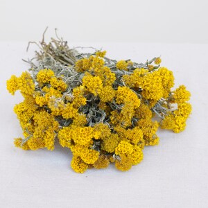Natural Dried Flowers, Yellow Clustered Flowers, Wedding Dried Flower ...