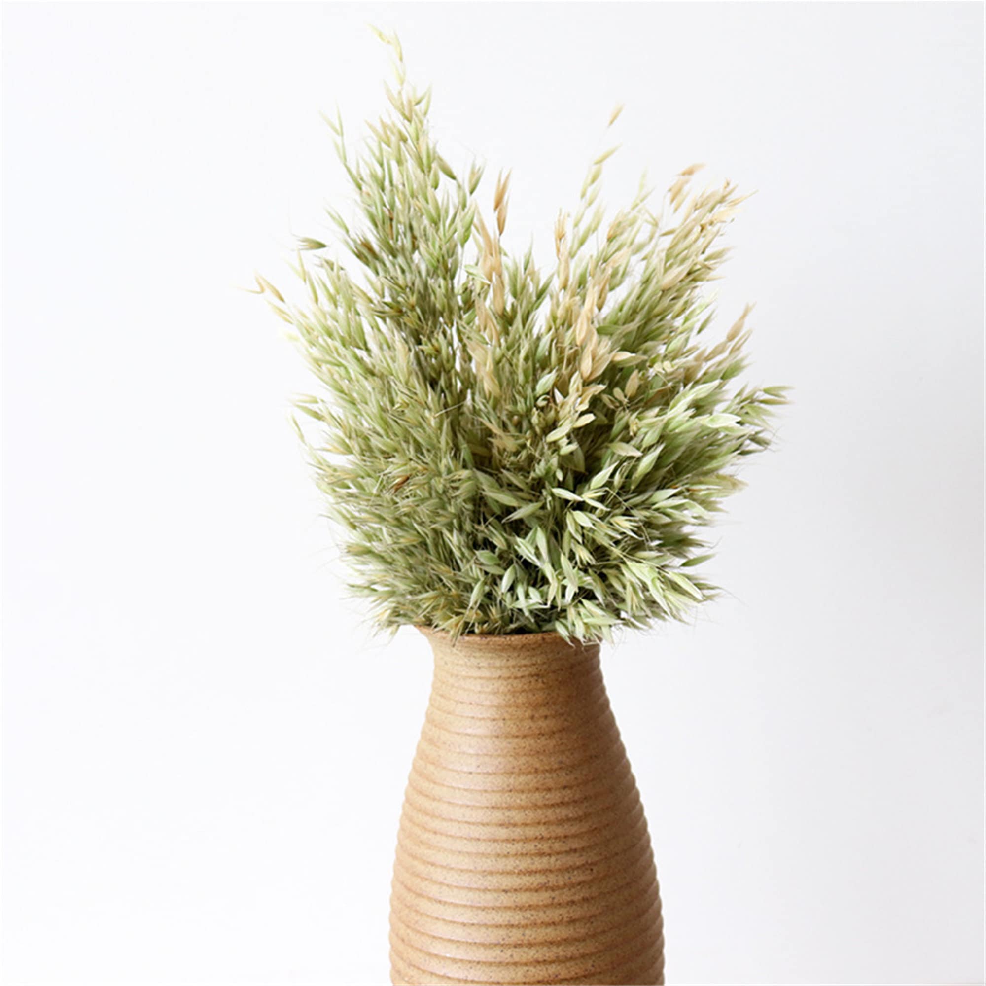 About 50 Stems of Dried Oat/avena Sativa Flowers, White Bleached, Home ...
