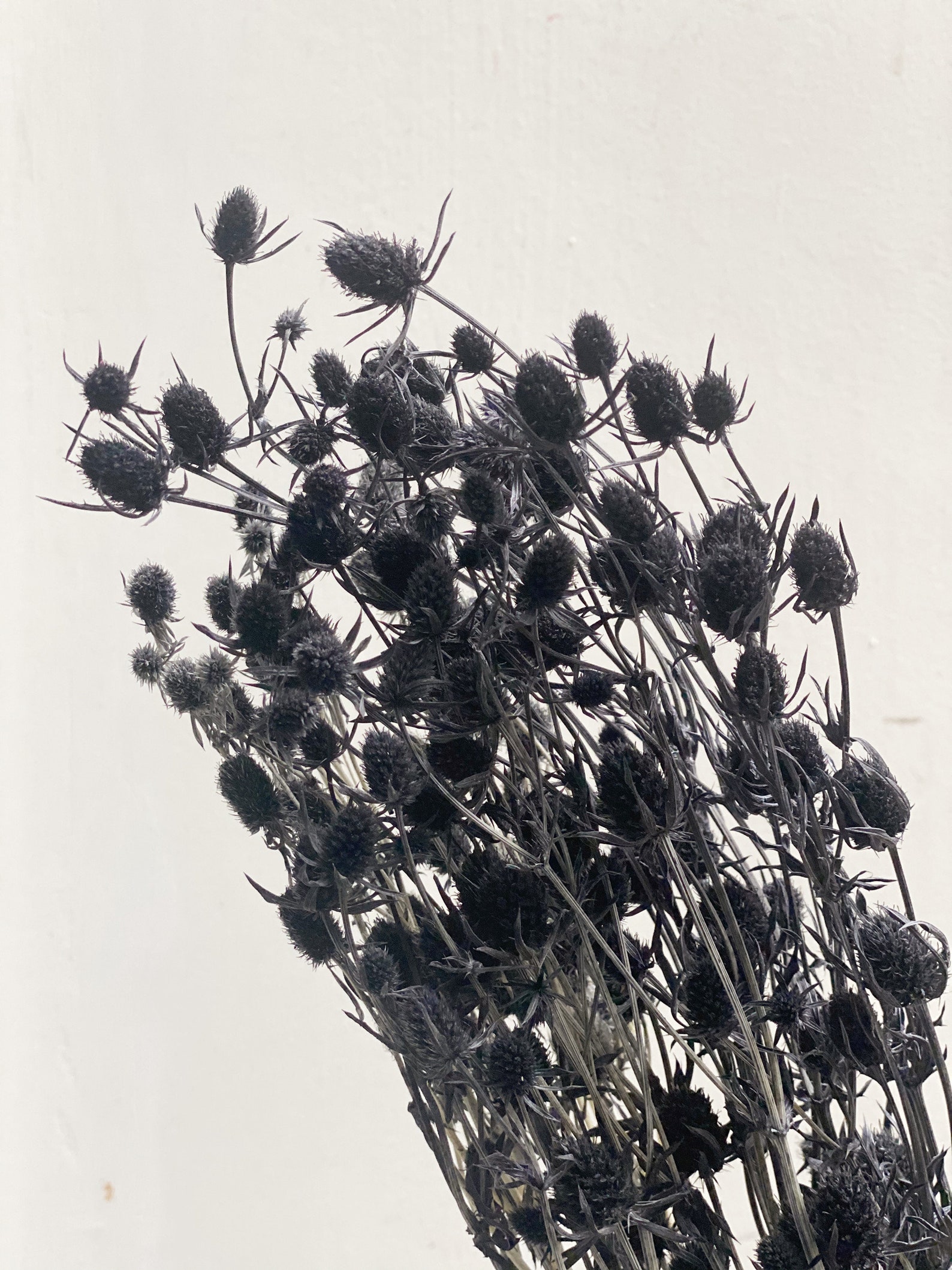 Preserved Dried Eryngium Sea Holly Flowers in Natural Tan - 15-17" Tall ...