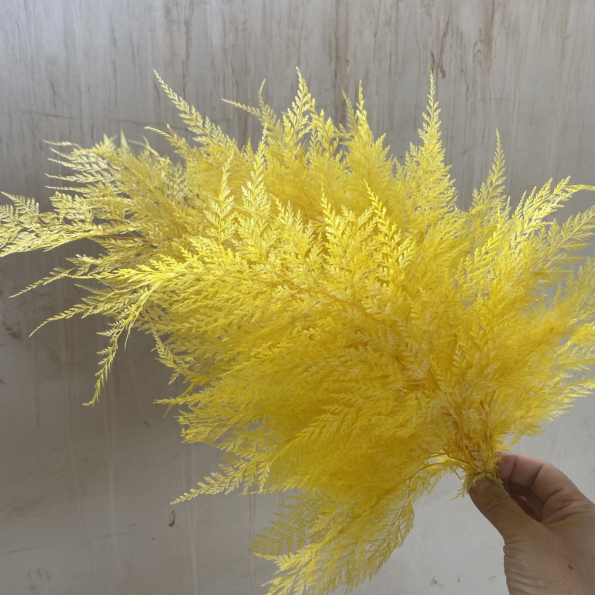 Snowflake Bleached Ivory Dried Fern 5 Stems / Preserved Fern - Etsy