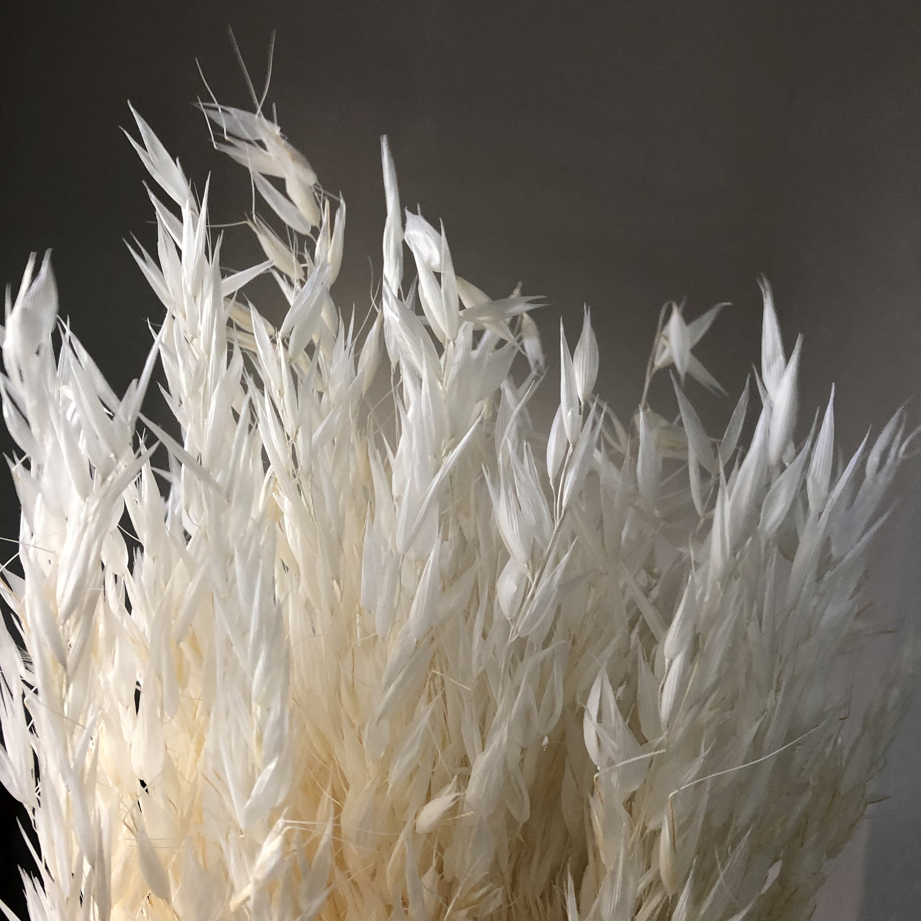 About 50 Stems of Dried Oat/avena Sativa Flowers, White Bleached, Home ...
