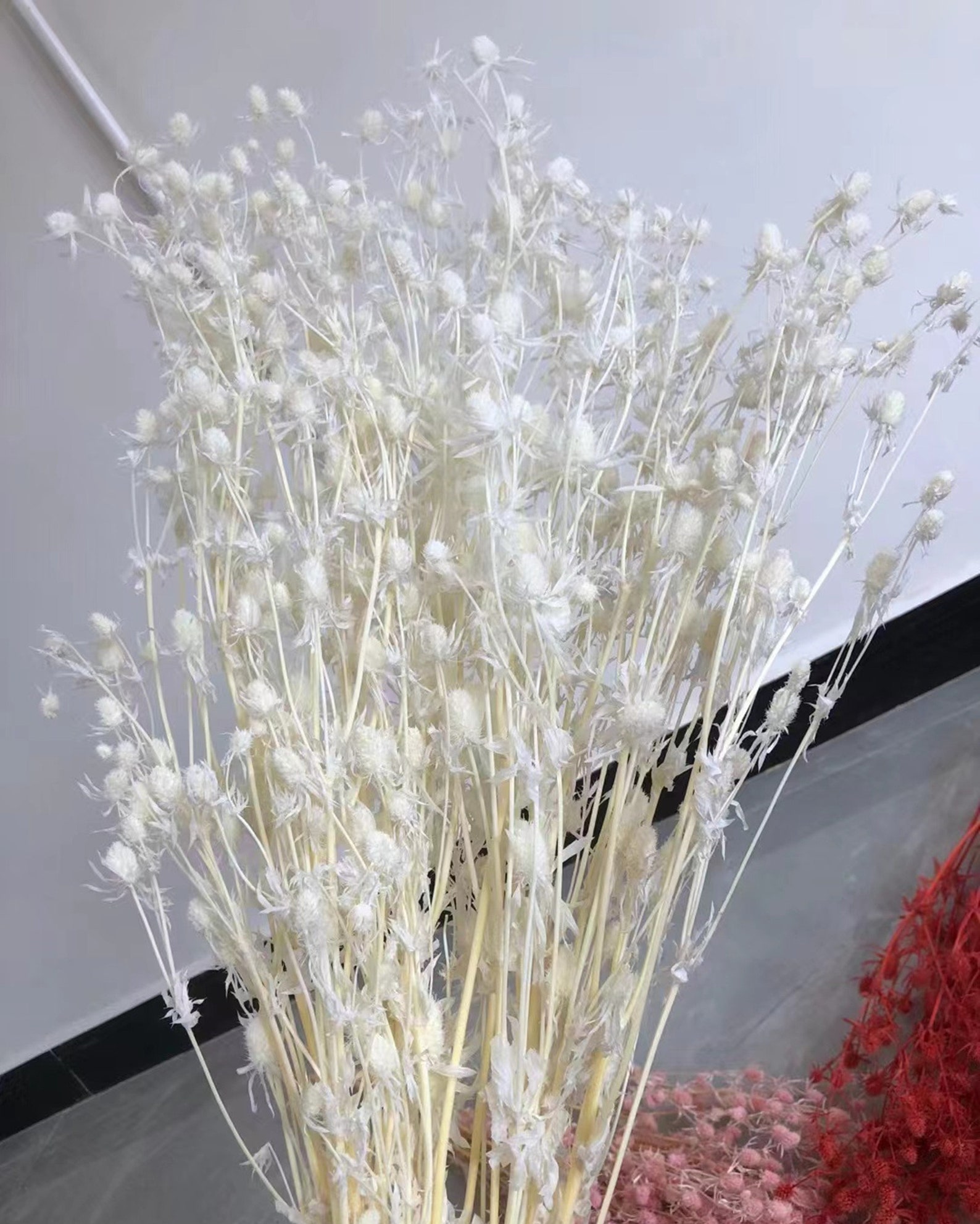 Preserved Dried Eryngium Sea Holly Flowers in Natural Tan - 15-17" Tall ...
