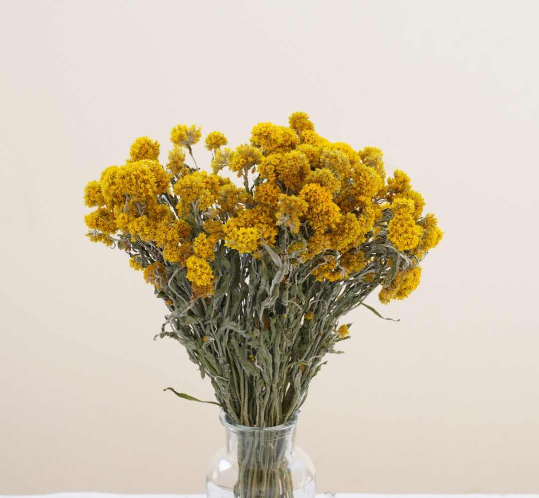 Natural Dried Flowers, Yellow Clustered Flowers, Wedding Dried Flower ...
