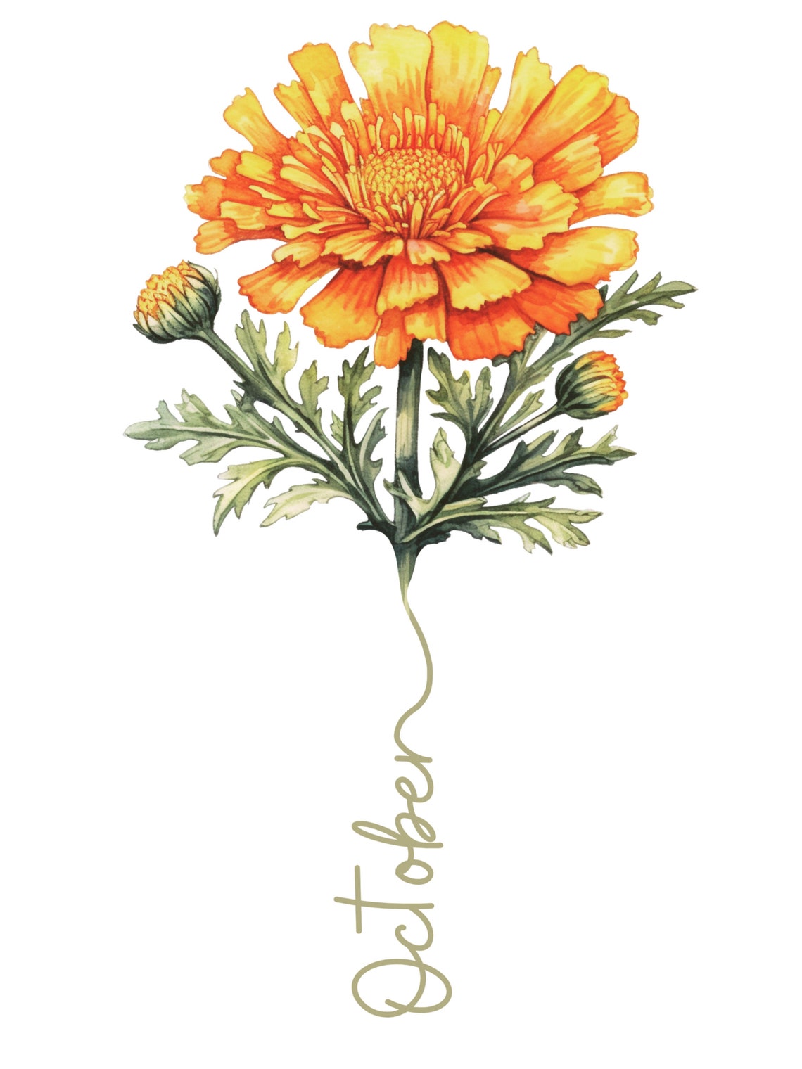 Flor De Nacimiento Octubre, Calendula 2 Diseños, 2pdf, 2jpg, 2png, Alta ...