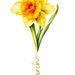 Flor De Nacimiento Marzo, Narciso, Birthflower March Daffodil, 2 ...