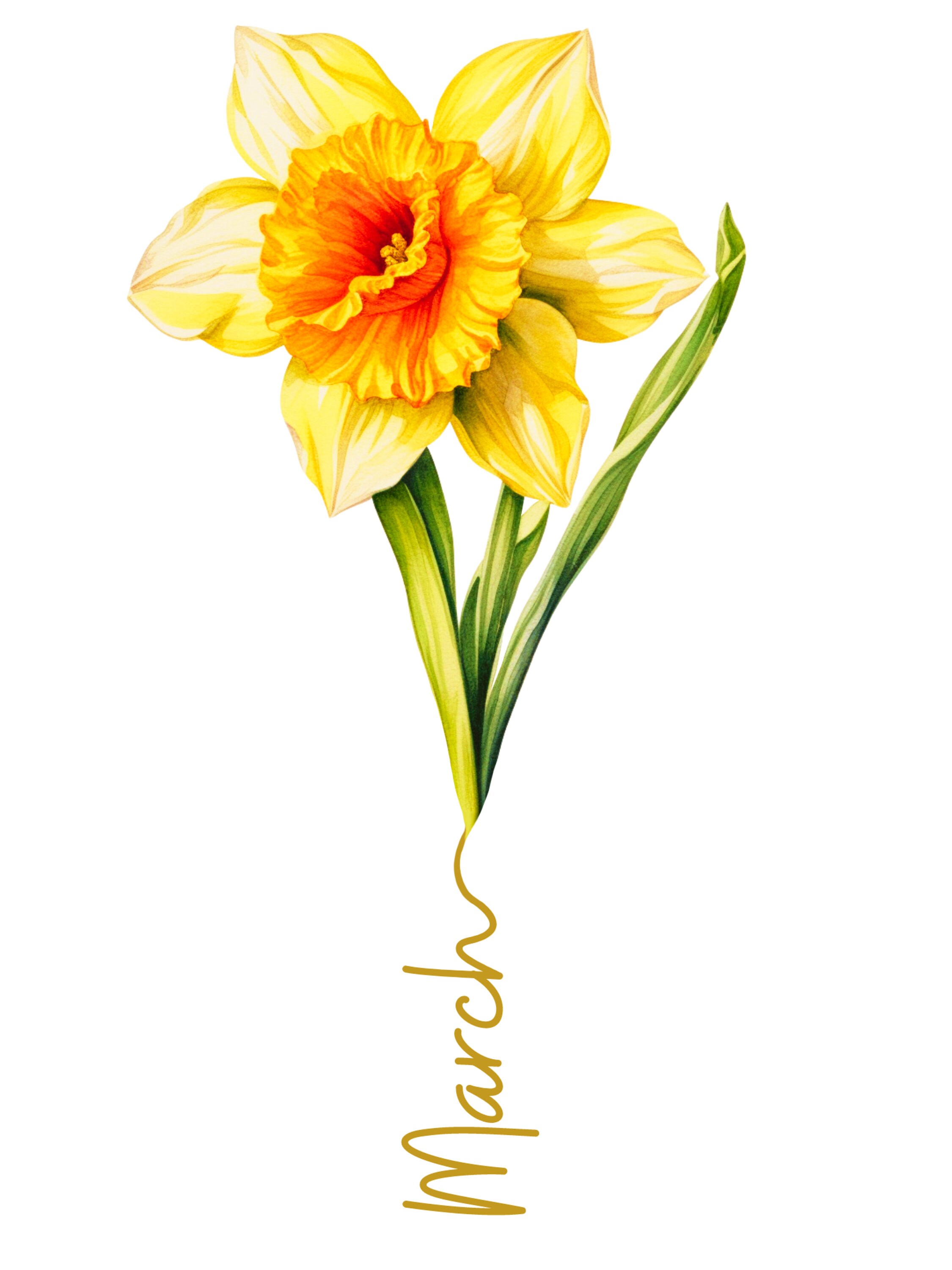 Flor De Nacimiento Marzo, Narciso, Birthflower March Daffodil, 2 ...