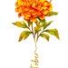 Flor De Nacimiento Octubre, Calendula 2 Diseños, 2pdf, 2jpg, 2png, Alta ...