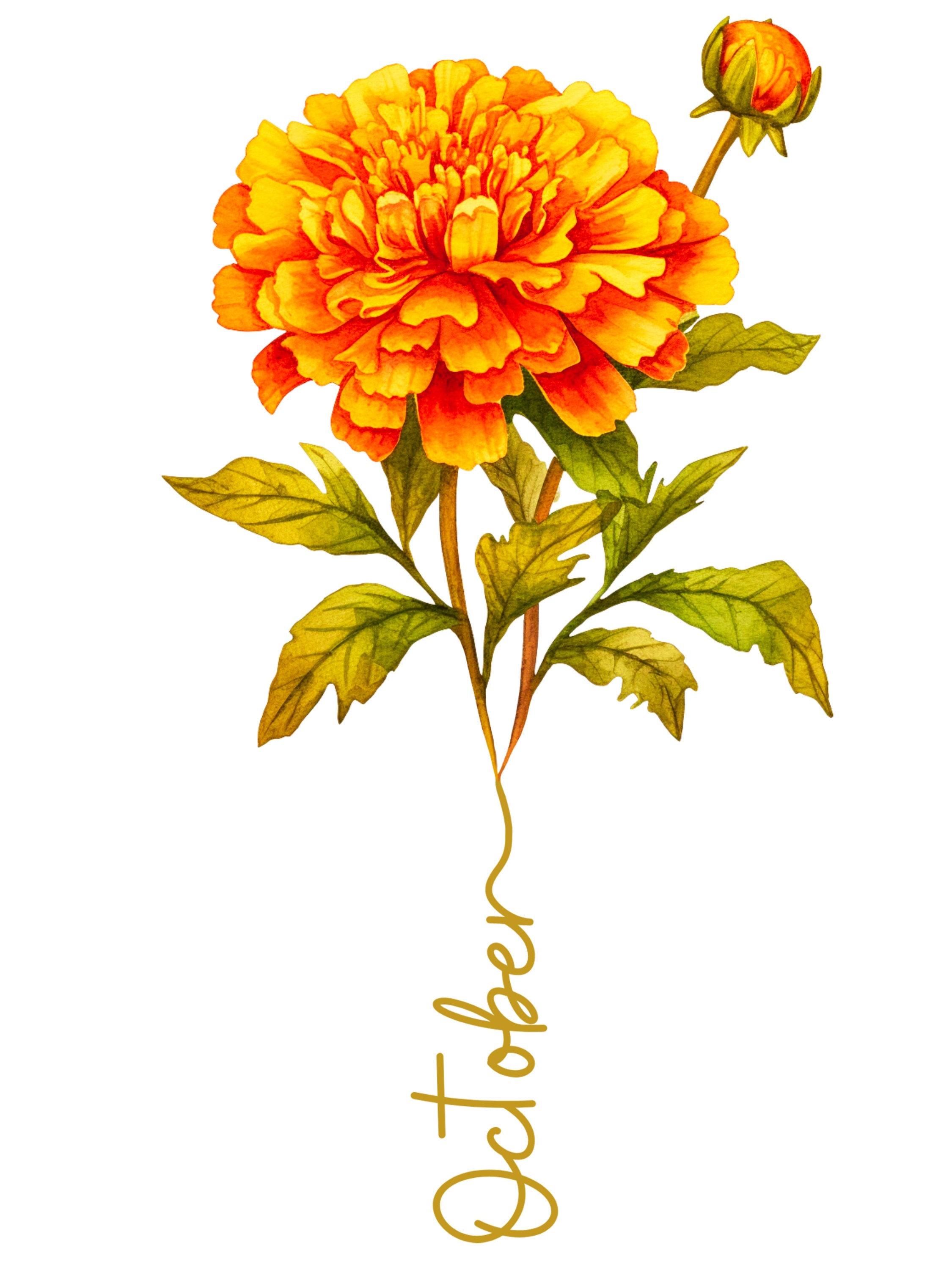 Flor De Nacimiento Octubre, Calendula 2 Diseños, 2pdf, 2jpg, 2png, Alta ...