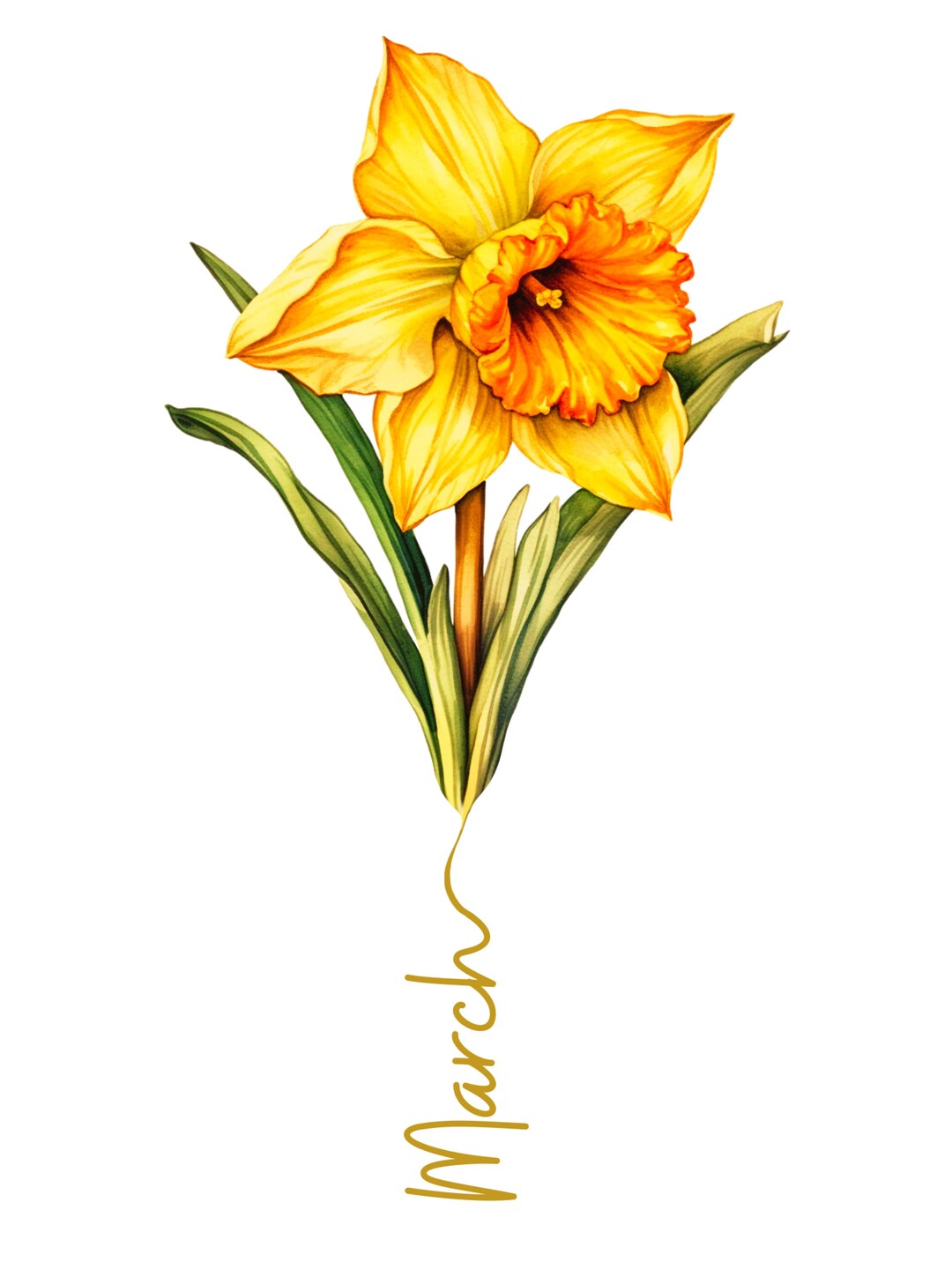 Flor De Nacimiento Marzo, Narciso, Birthflower March Daffodil, 2 ...