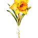 Flor De Nacimiento Marzo, Narciso, Birthflower March Daffodil, 2 ...