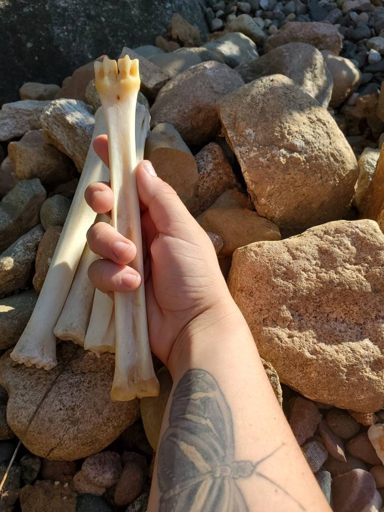 Deer Leg Bone Deer Leg Bone