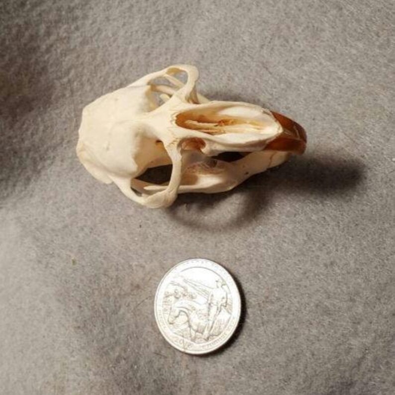 Muskrat Skull: Osteology Specimen, Bone Art Supply - Etsy