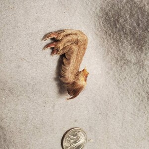 Mummified Muskrat Back Foot - Etsy