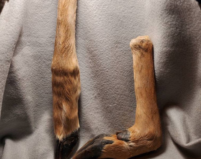 Mummified Deer Leg - Etsy