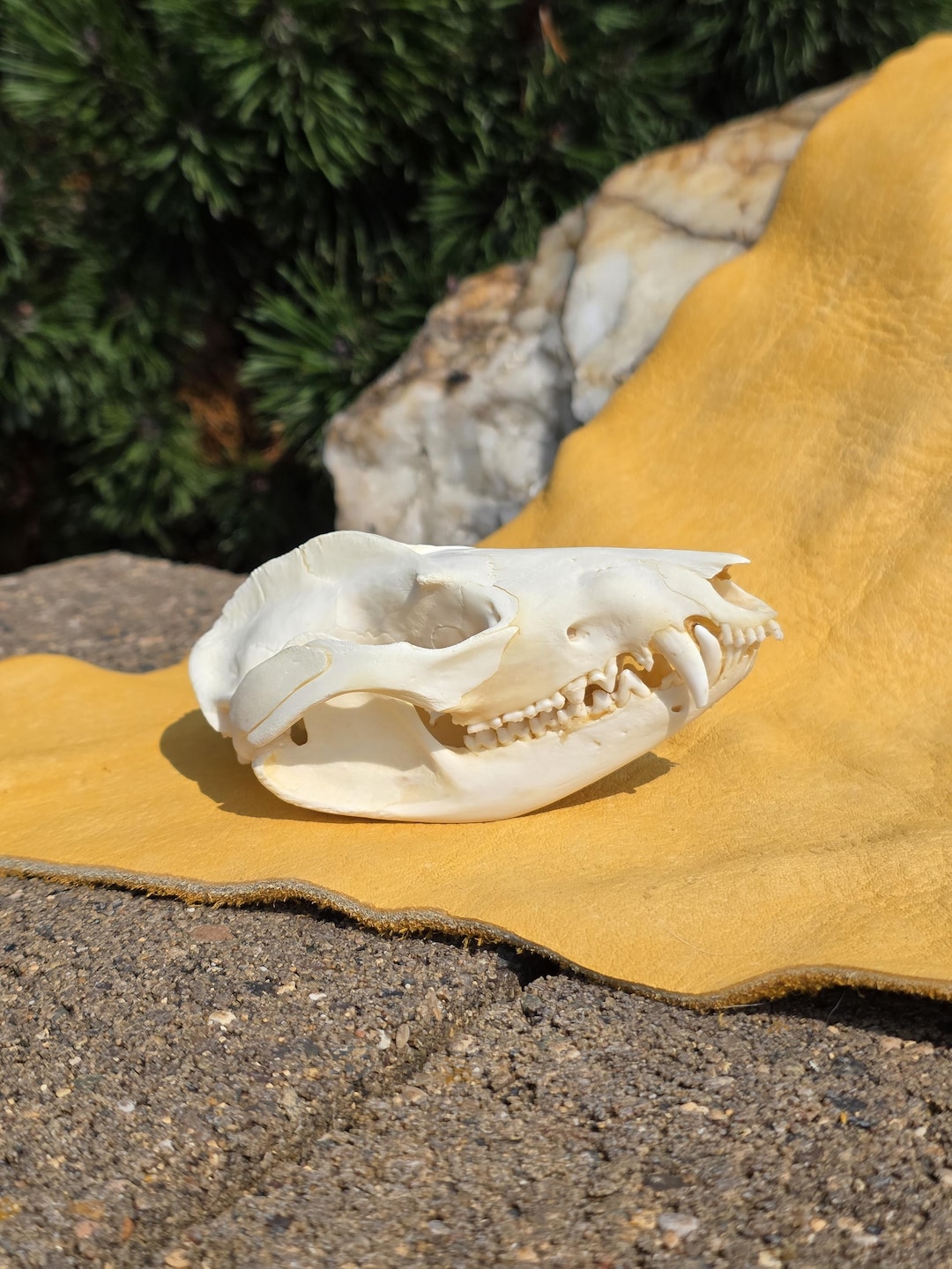 Opposum Skull: Osteology Specimen, Bone Art Supply - Etsy
