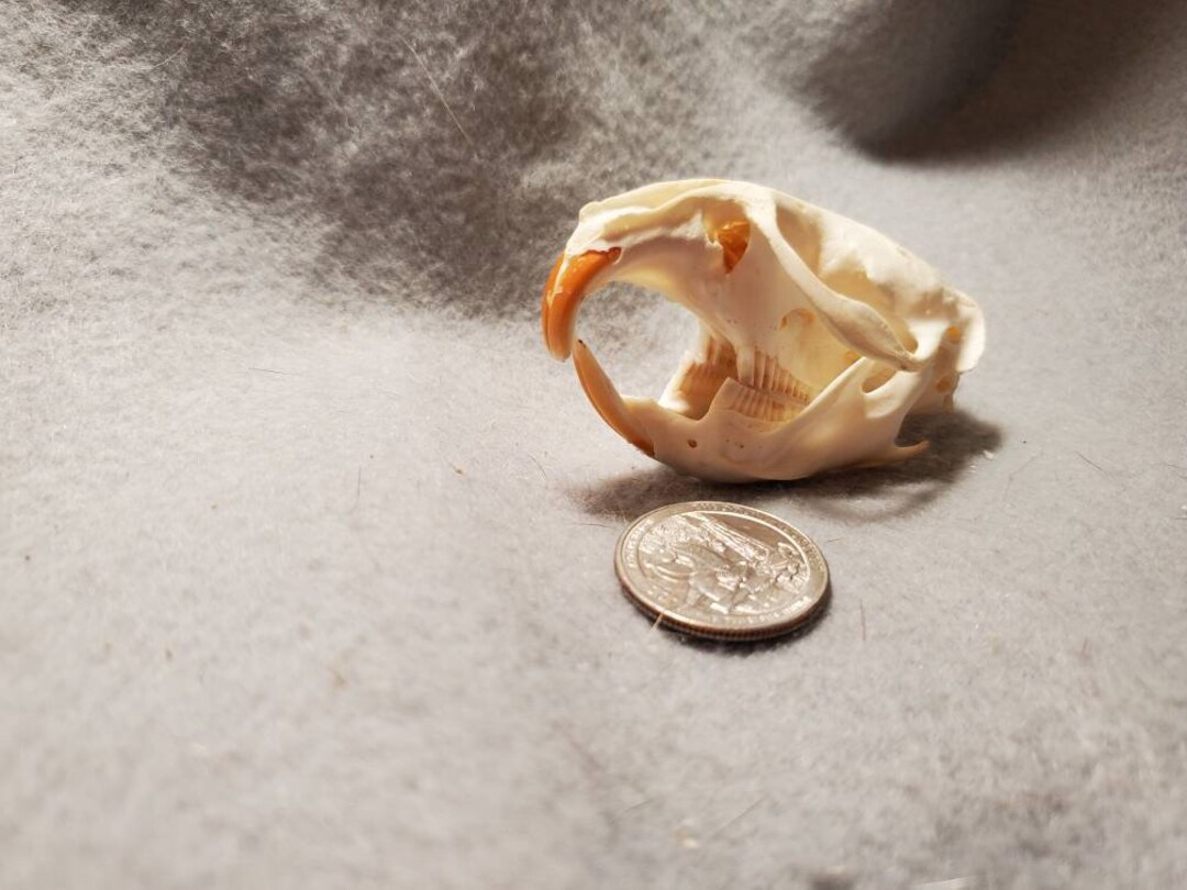 Muskrat Skull - Etsy