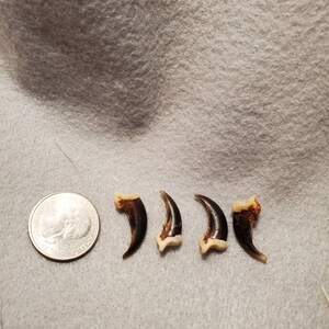 Coyote Claw - Etsy
