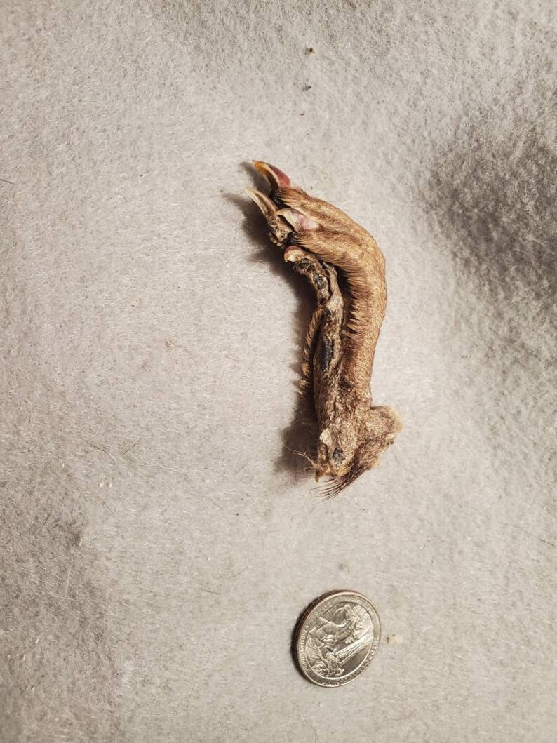 Mummified Muskrat Back Foot | Etsy