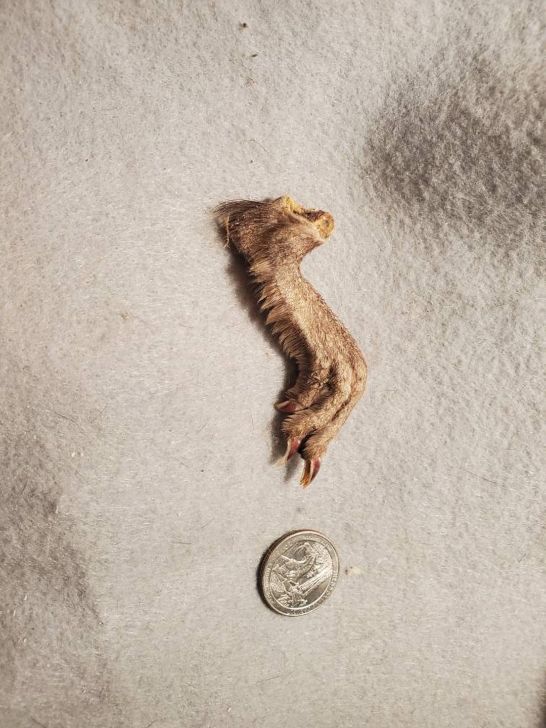 Mummified Muskrat Back Foot - Etsy