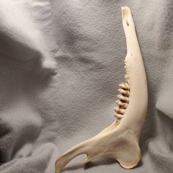 Deer Bone - Etsy
