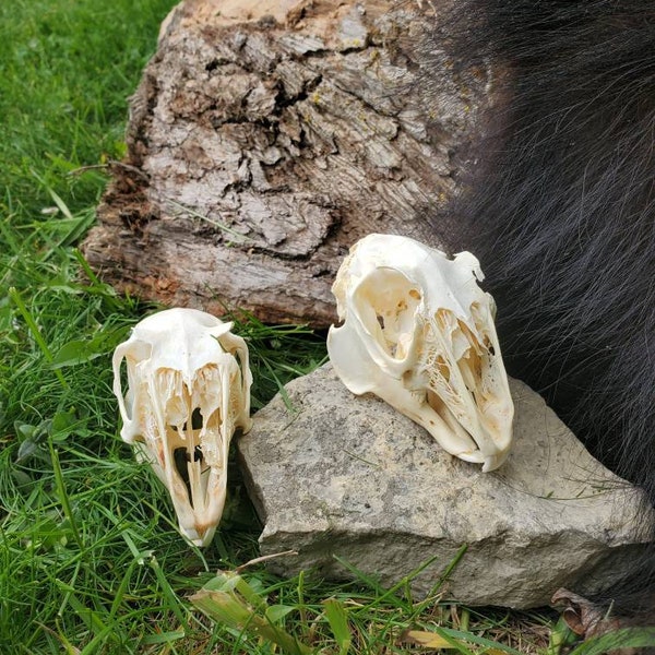 Rabbit Skulls - Etsy