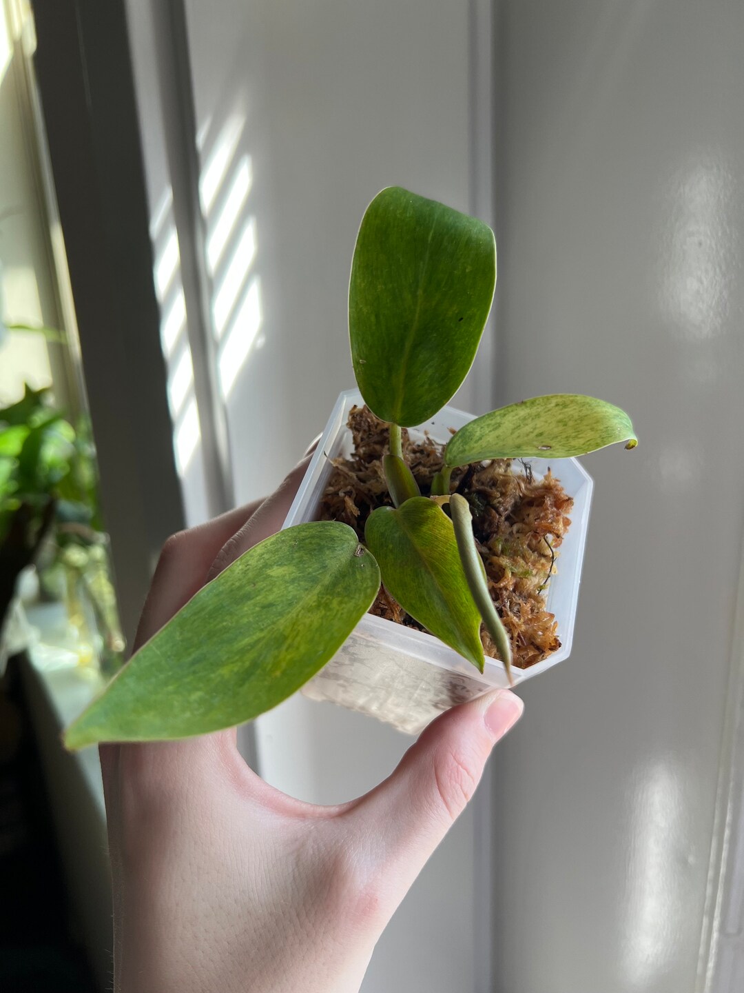 Philodendron painted Lady Rooted Starts - Etsy