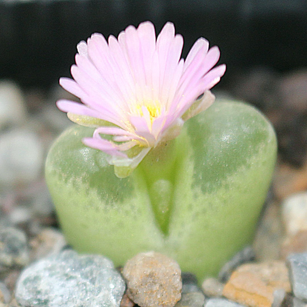 Pflanze: Conophytum longum - Etsy.de