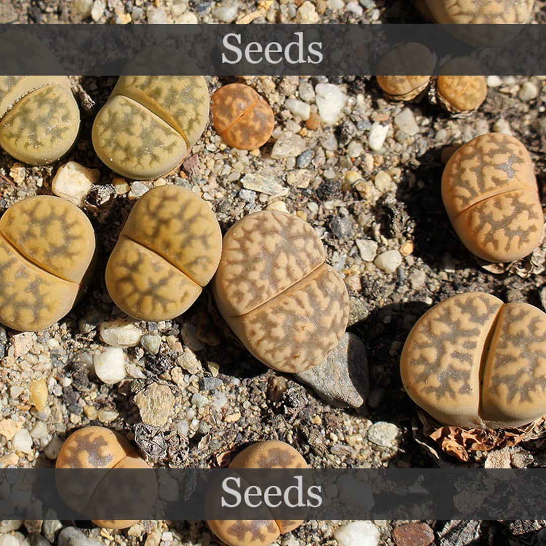 Lithops Karasmontana Bella C285 - Seeds - Etsy UK