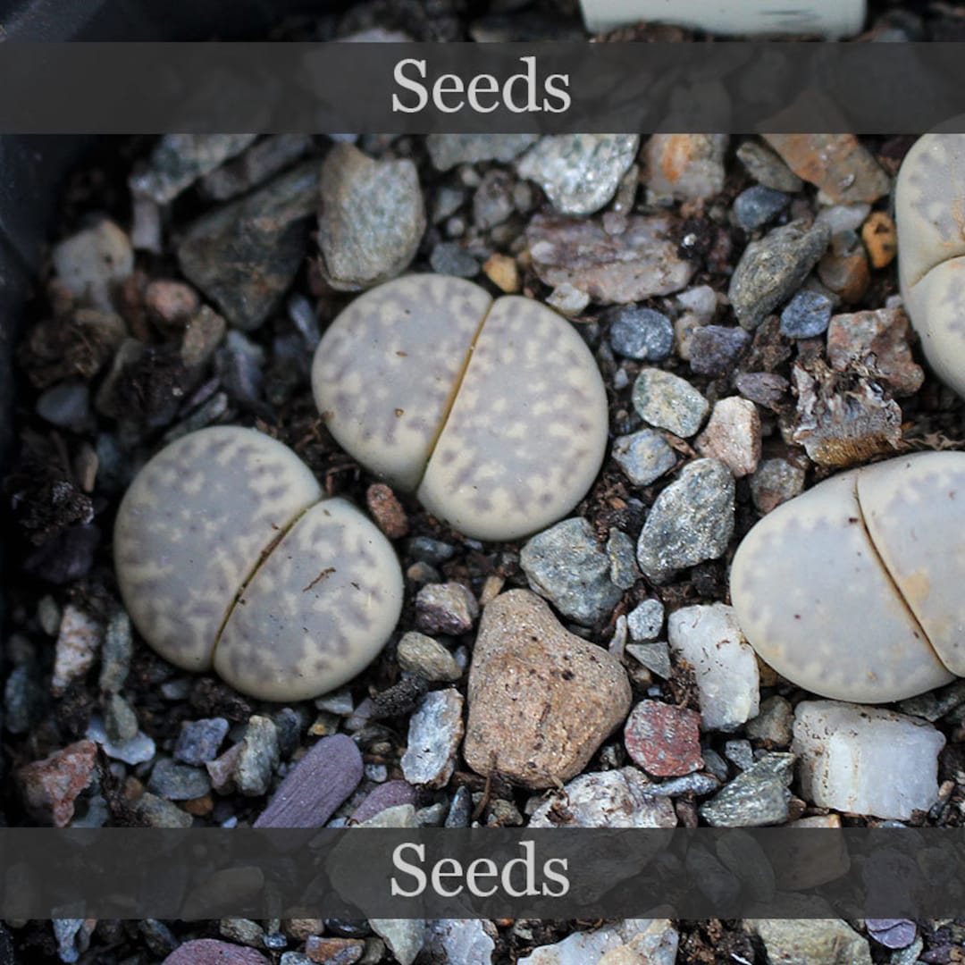 Lithops amicorum C410 - sementes - Etsy Portugal