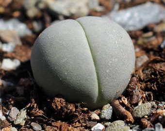 Limited Rare Lithop Succulent Gibbaeum Heathii / Lithops - Etsy