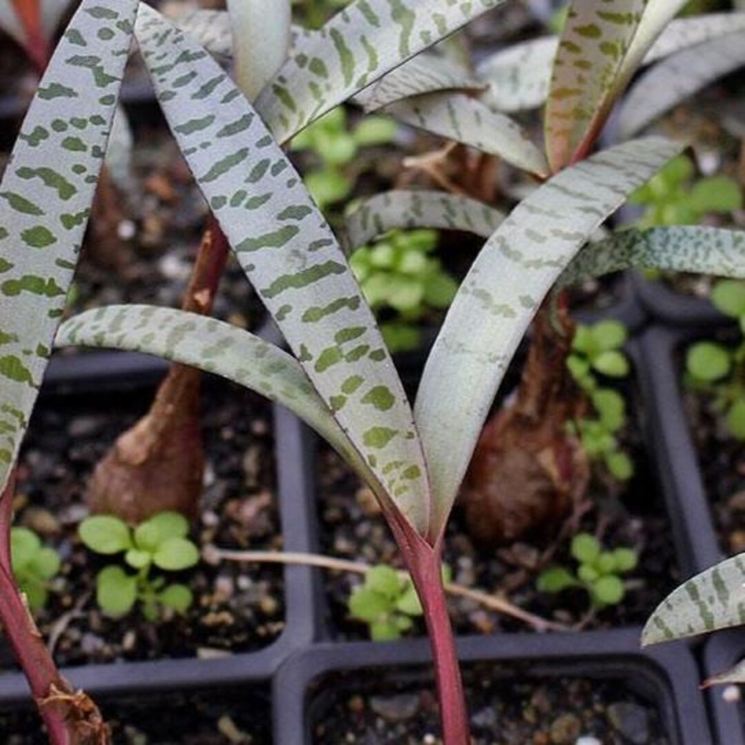 Planta: Ledebouria socialis 'violacea' - Etsy Portugal