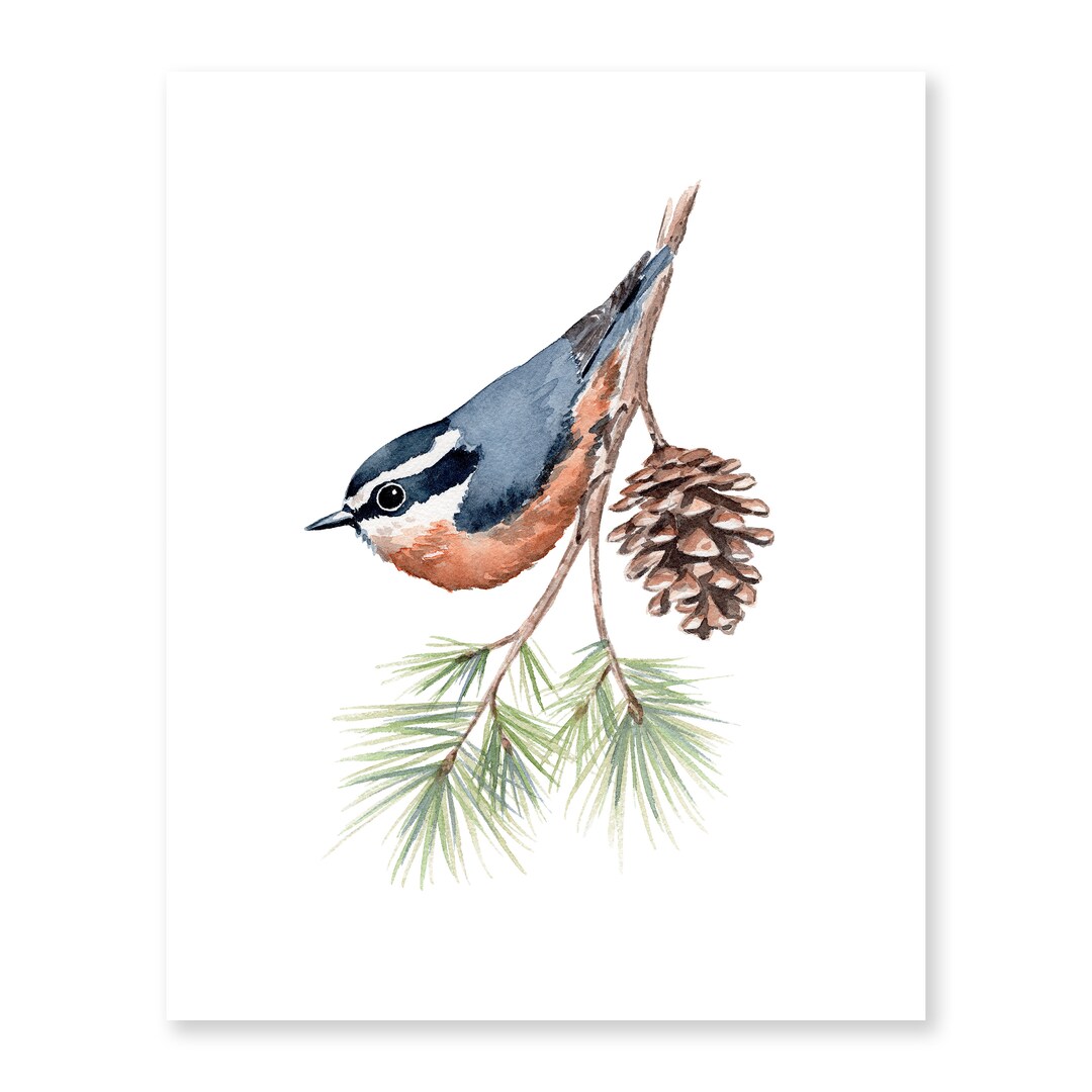 Nuthatch With Pinecone Watercolor Art Print / Watercolor Nuthatch Print ...