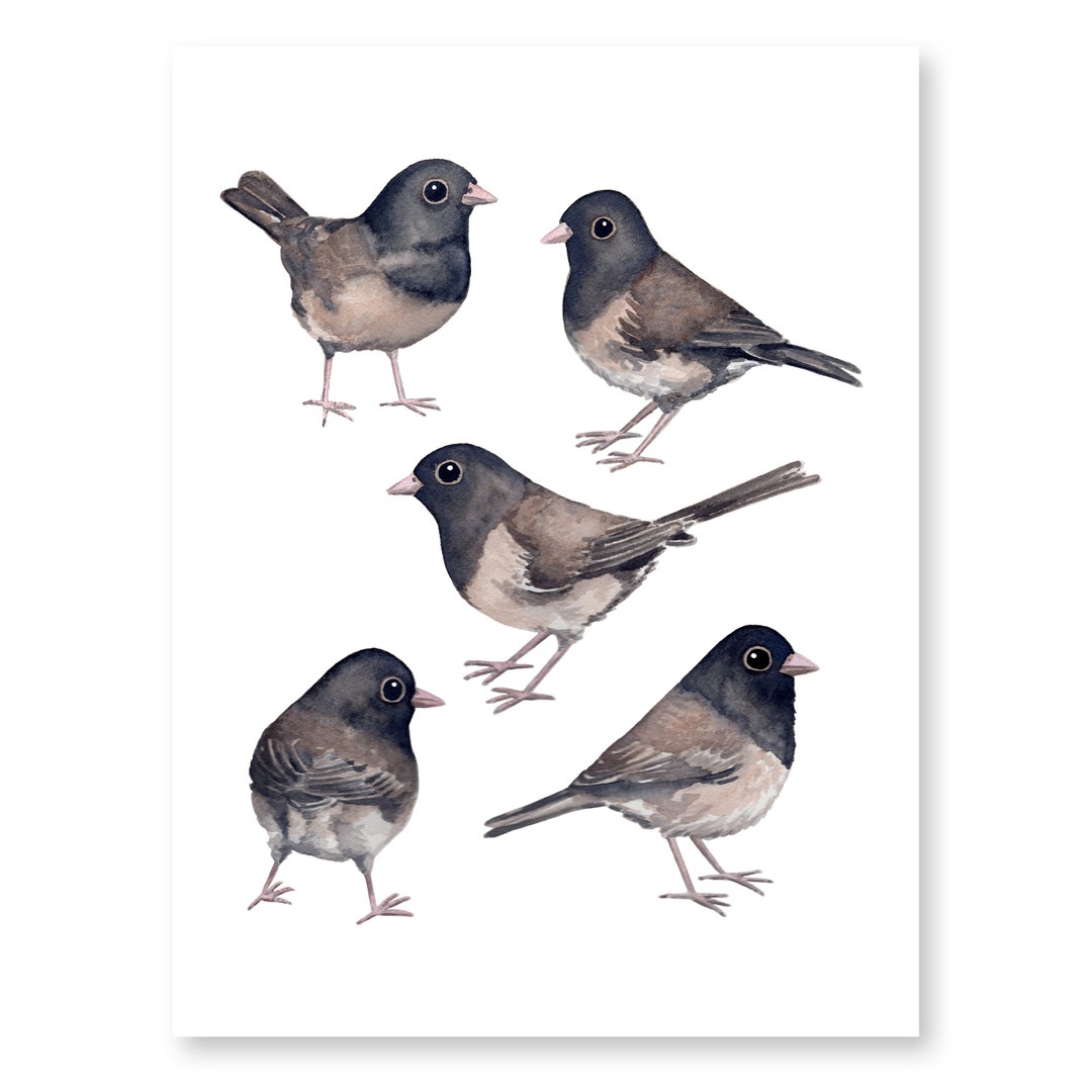 Five Dark-eyed Junco Birds / Junco Bird Art Print / Watercolor Bird ...