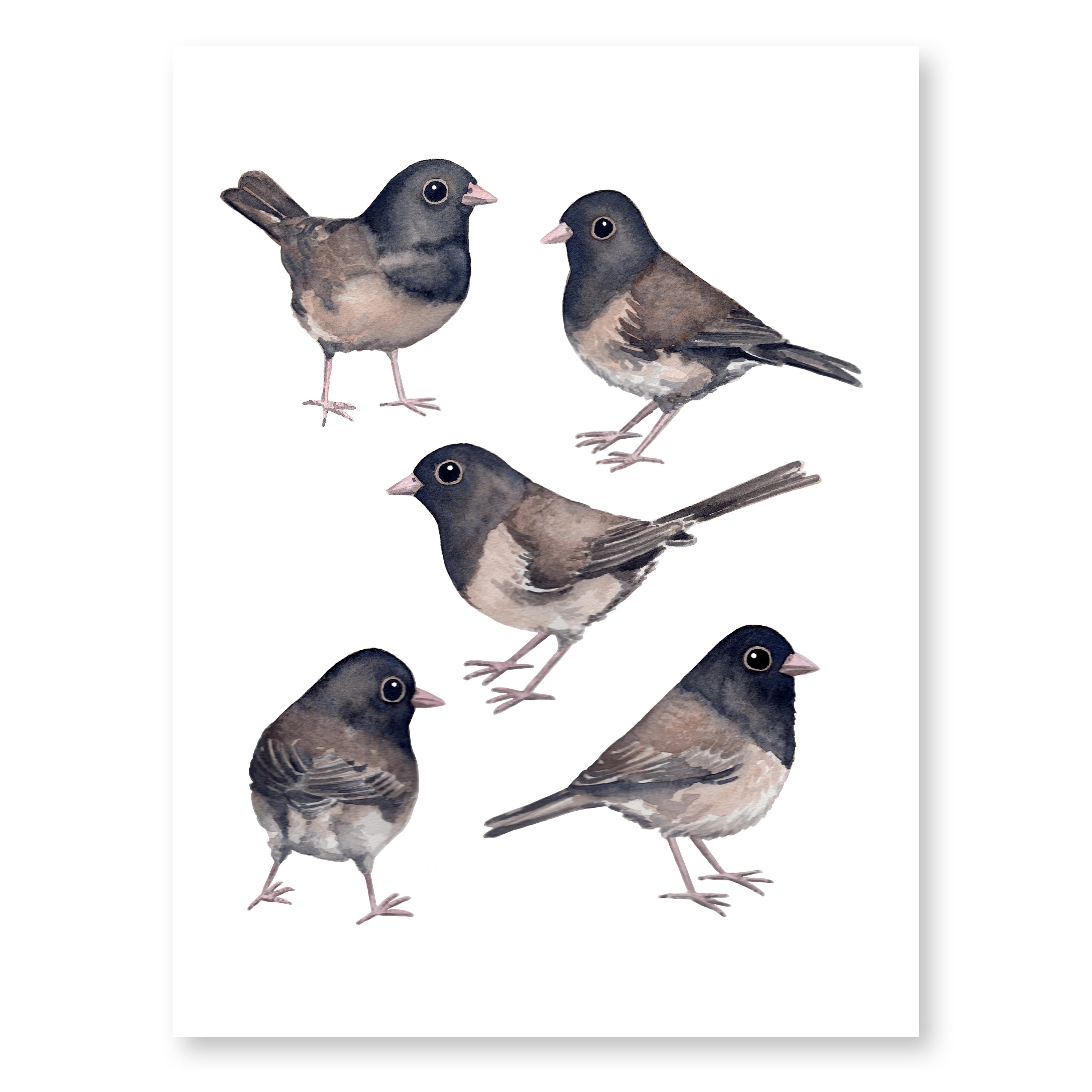 Five Dark-eyed Junco Birds / Junco Bird Art Print / Watercolor - Etsy