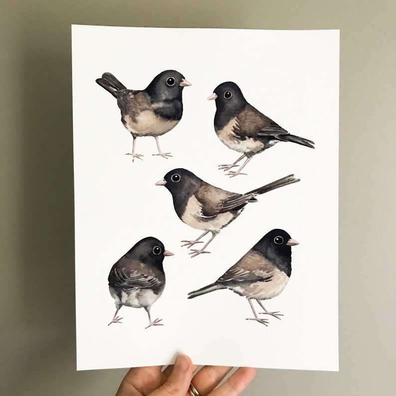 Five Dark-eyed Junco Birds / Junco Bird Art Print / Watercolor - Etsy