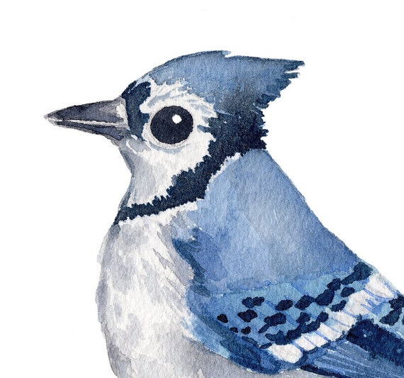Cute Blue Jay Bird Drawing