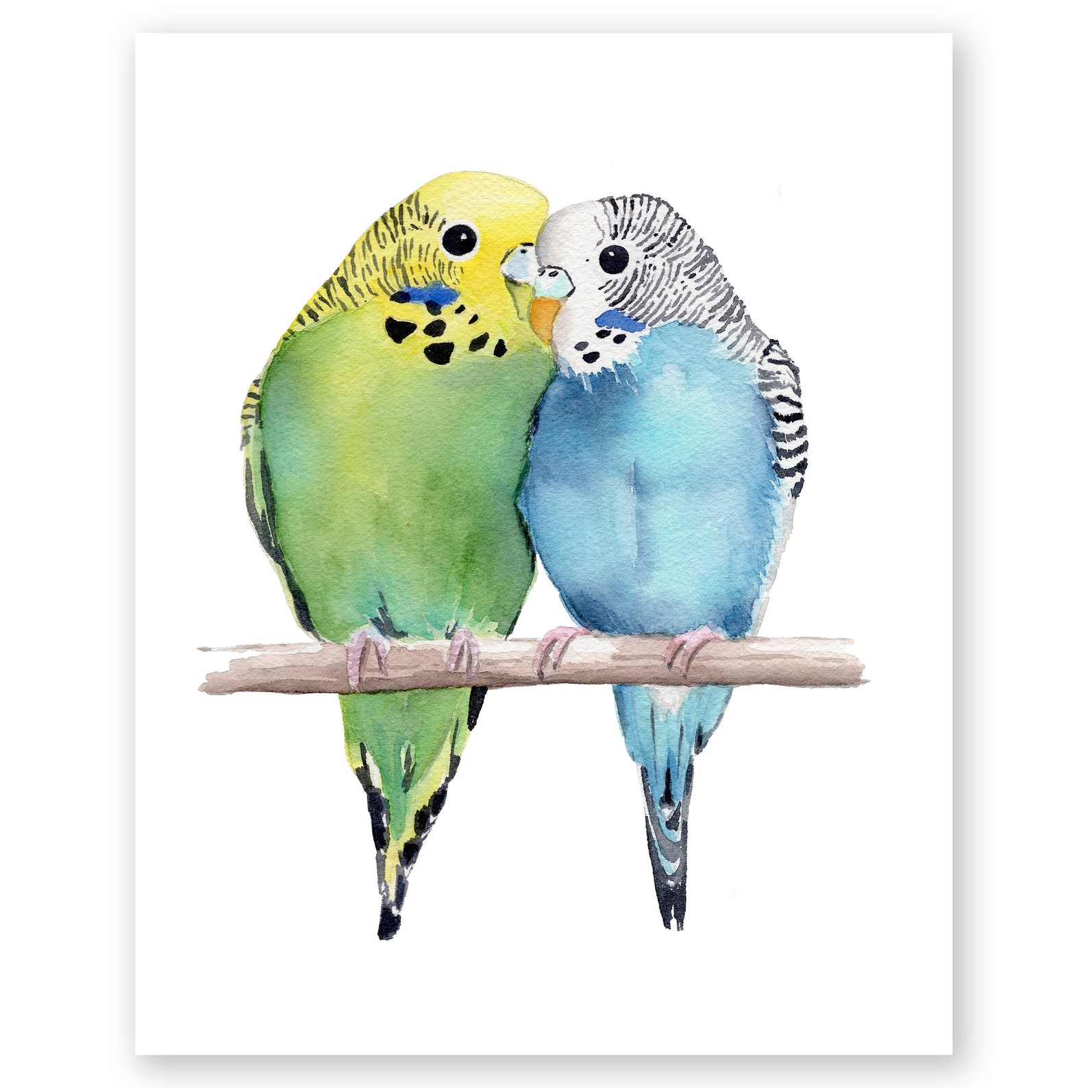 Budgies Watercolor Art Print / Watercolor Budgie Print / - Etsy