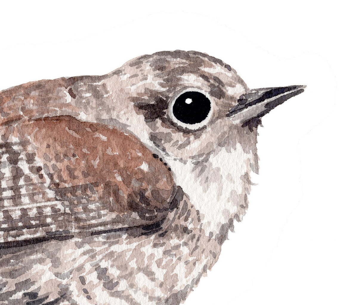 Pacific Wren Art Print / Watercolor Bird / Bird Print / Watercolor Bird ...