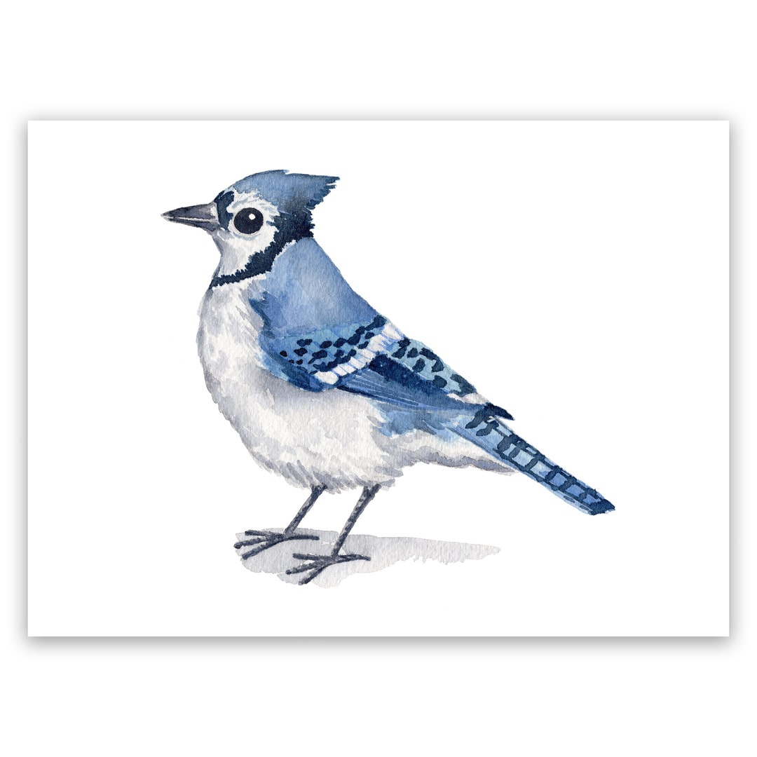 Blue Jay Art Print / Blue Jay Art / Cute Bird Print / Cute Bird Art ...
