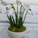 Snowdrops Real Touch Flowers Polymer Clay Artificial Snowdrop Flower ...