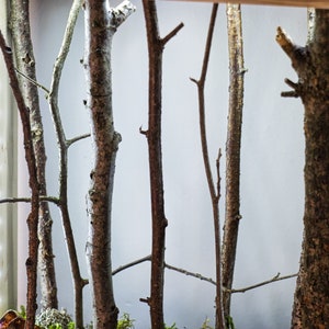 LED Table Lamp With Real Natural Elements - Etsy