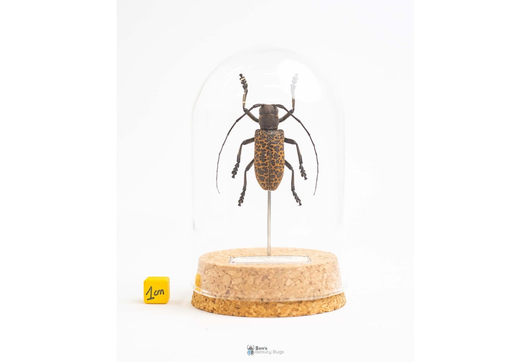 Insect Naturalized Under Glass Globe Cabinet of Curiosity - Etsy