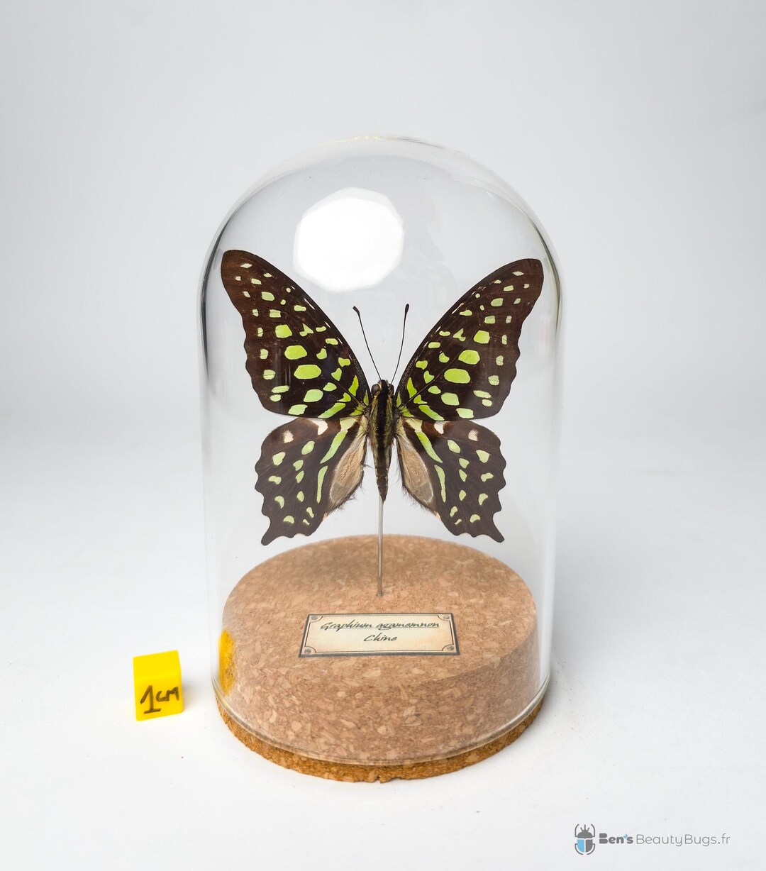 Naturalized Butterfly Under Glass Globe, Entomology Curiosity Cabinet ...