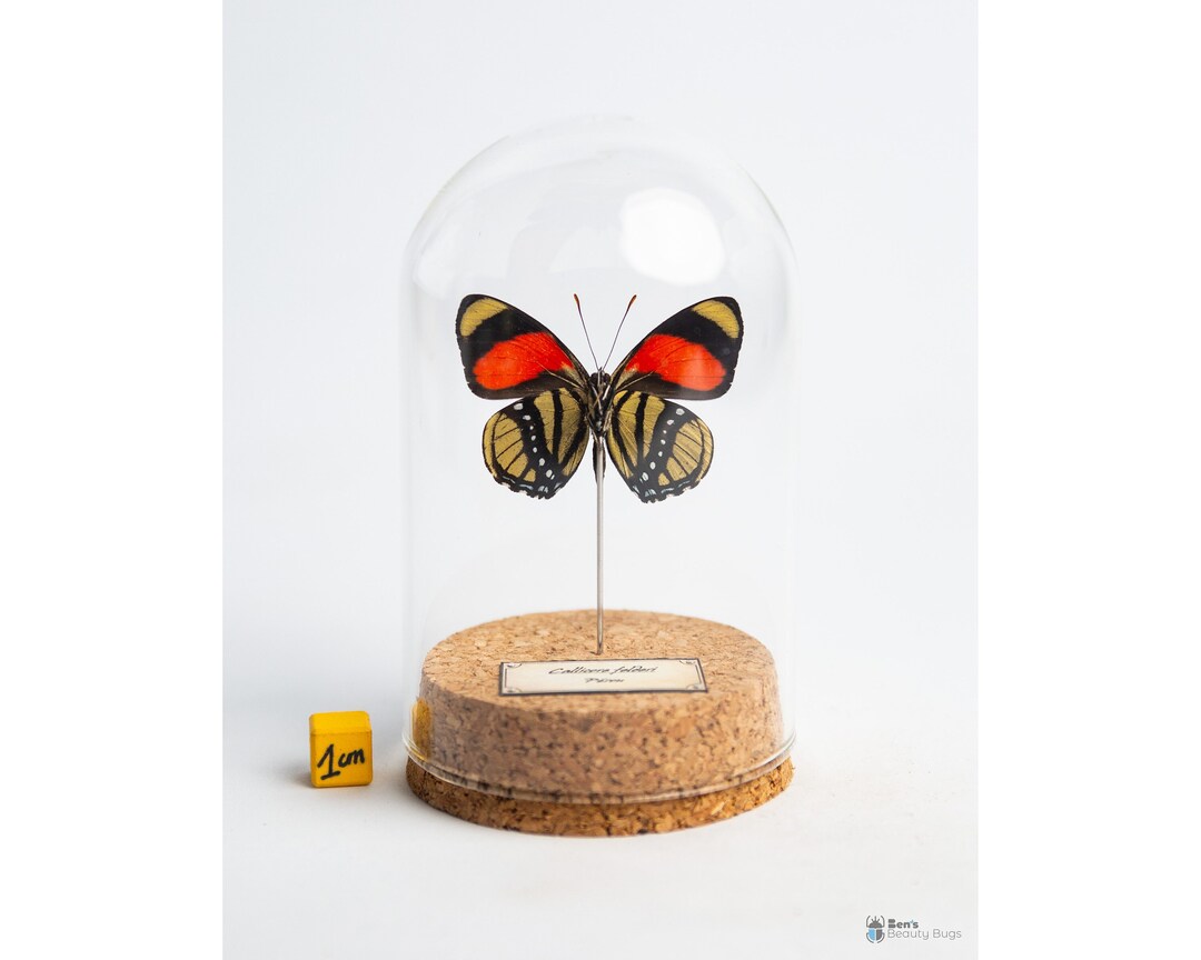 Naturalized Butterfly Under Glass Globe Entomology Cabinet of - Etsy