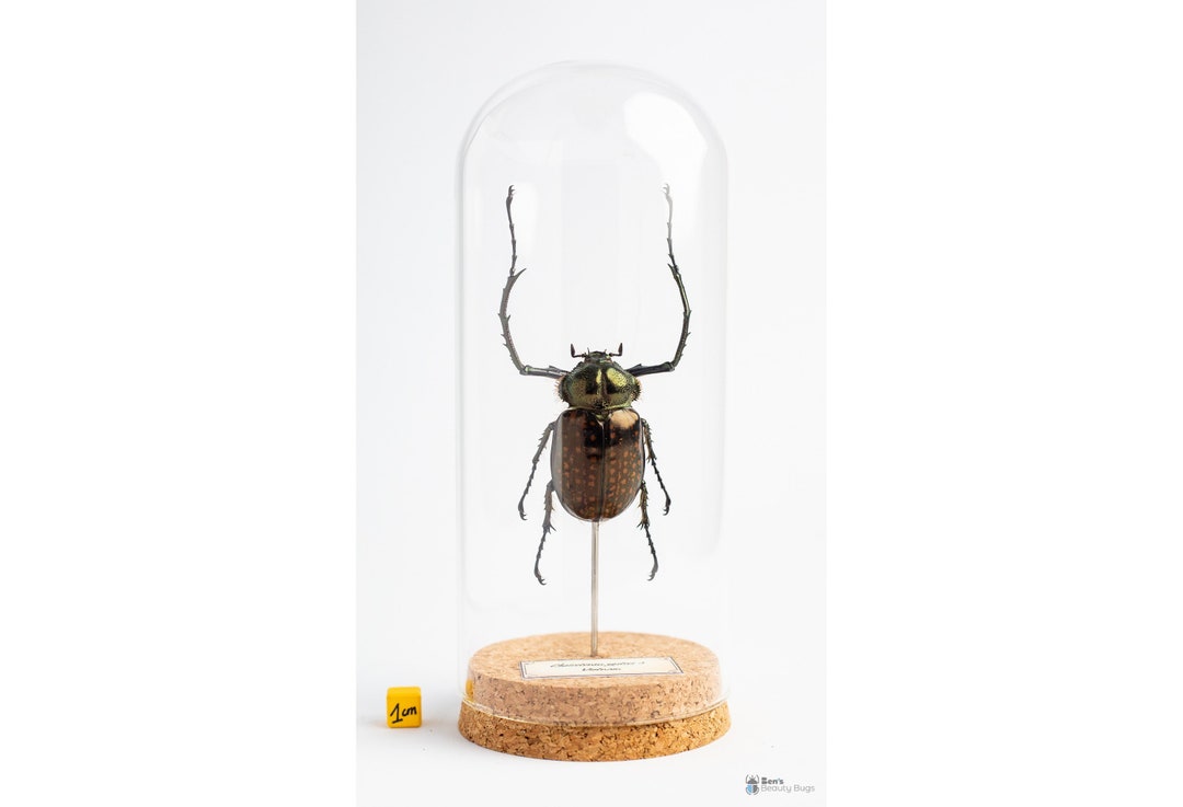 Beetle Naturalized Under Globe, Cabinet of Entomology Curiosities - Etsy