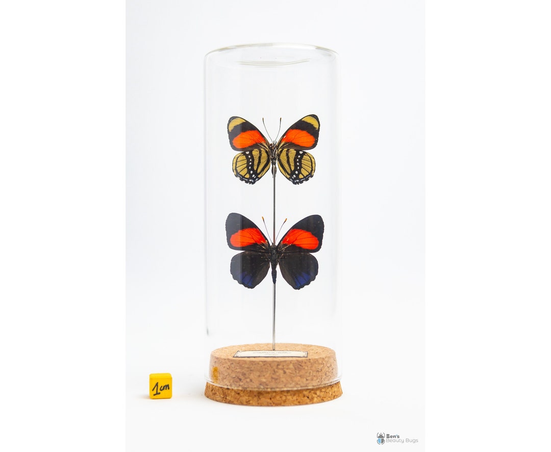 Naturalized Butterfly Under Glass Globe Entomology Cabinet of - Etsy