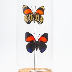 Naturalized Butterfly Under Glass Globe Entomology Cabinet of - Etsy