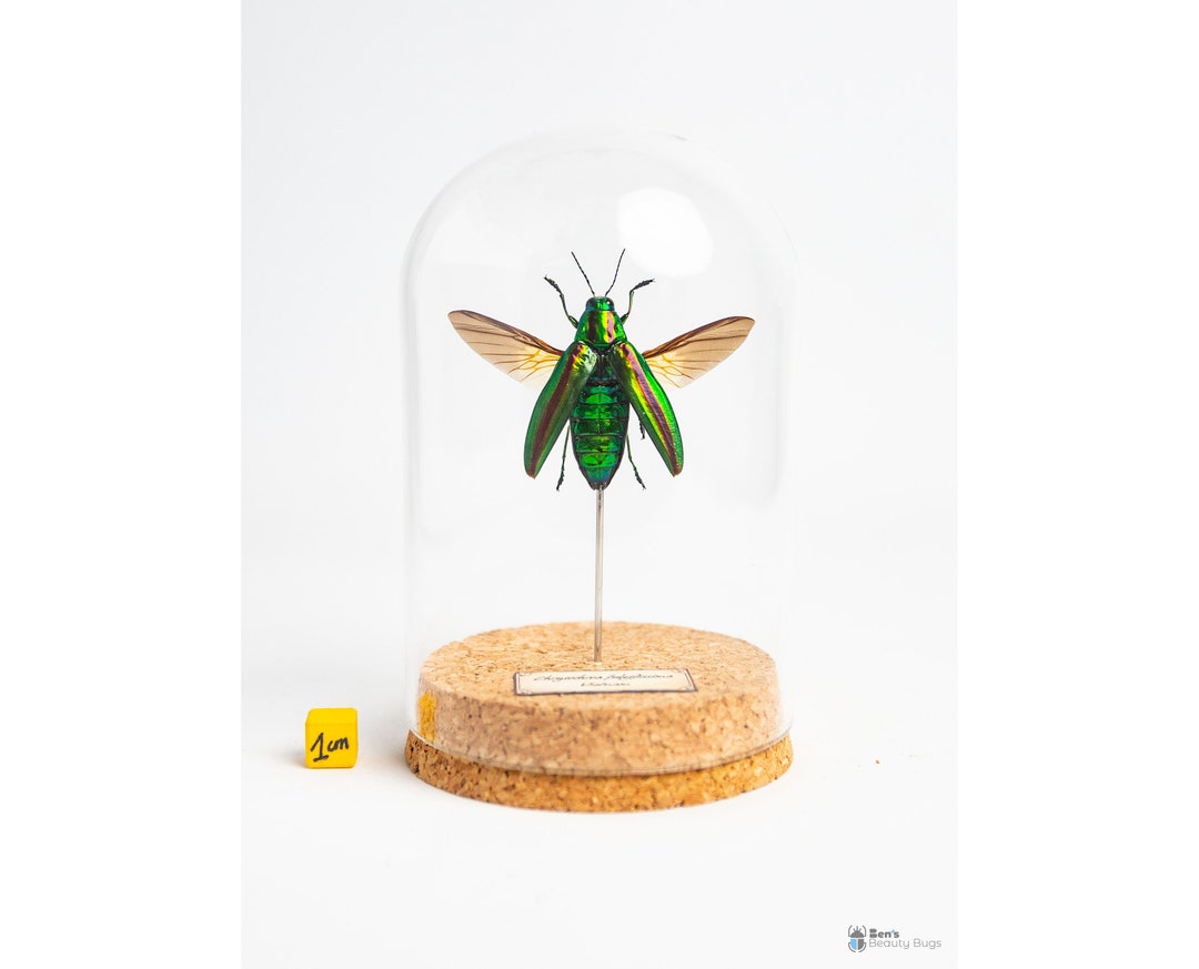 Insecte Naturalisé Sous Globe De Verre, Cabinet De Curiosité ...